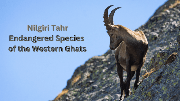Nilgiri Tahr: An Endangered And Conservation Status And Threats